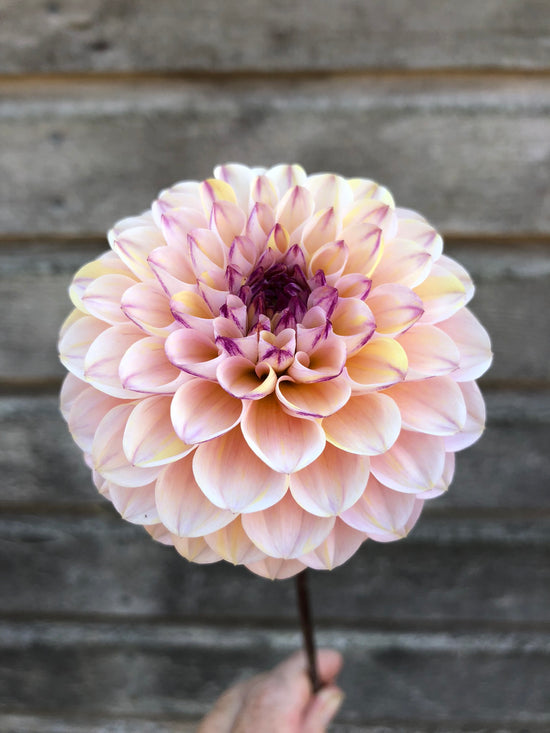 Wine Eyed Jill – The Farmhouse Flower Farm
