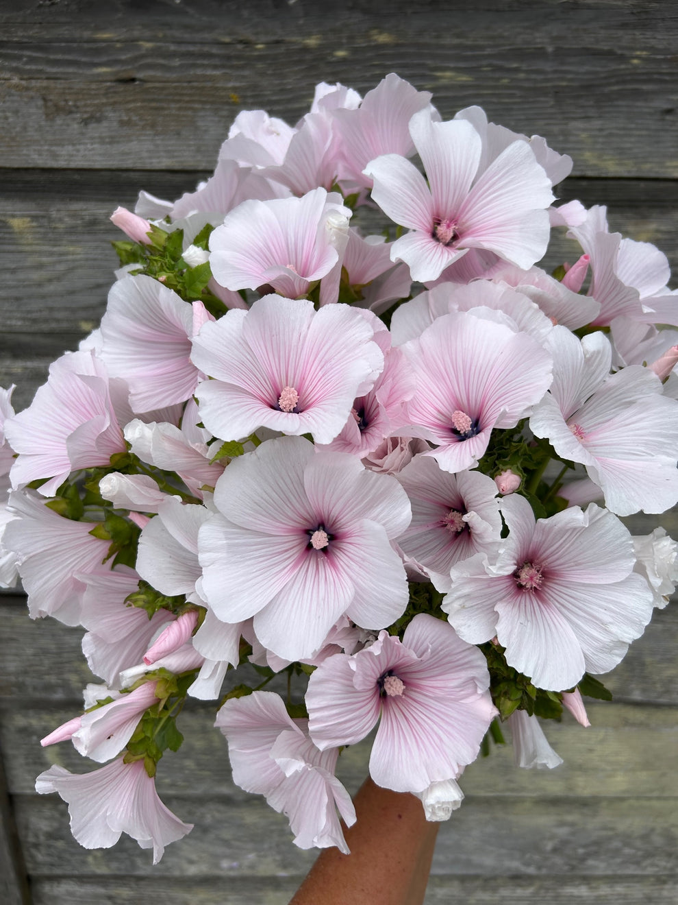Lavatera - Pink Regis – The Farmhouse Flower Farm