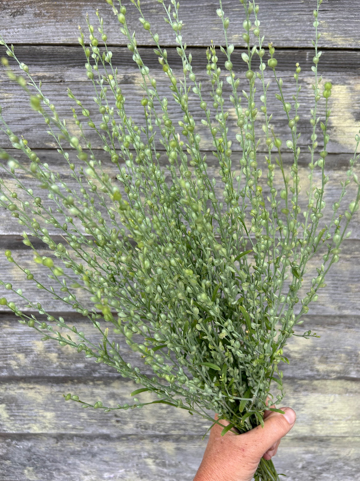 Cress - Persian Cress – The Farmhouse Flower Farm