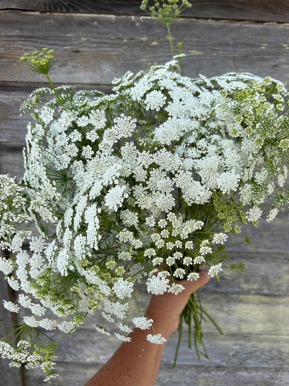 Queen Anne's Lace - Queen of Africa – The Farmhouse Flower Farm