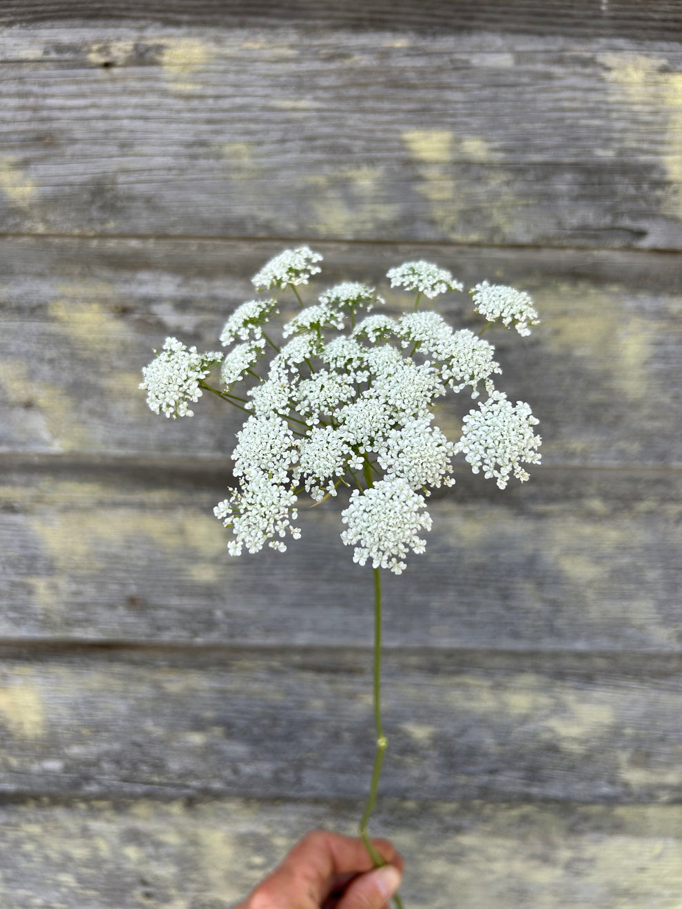 Queen Anne's Lace - Queen of Africa – The Farmhouse Flower Farm