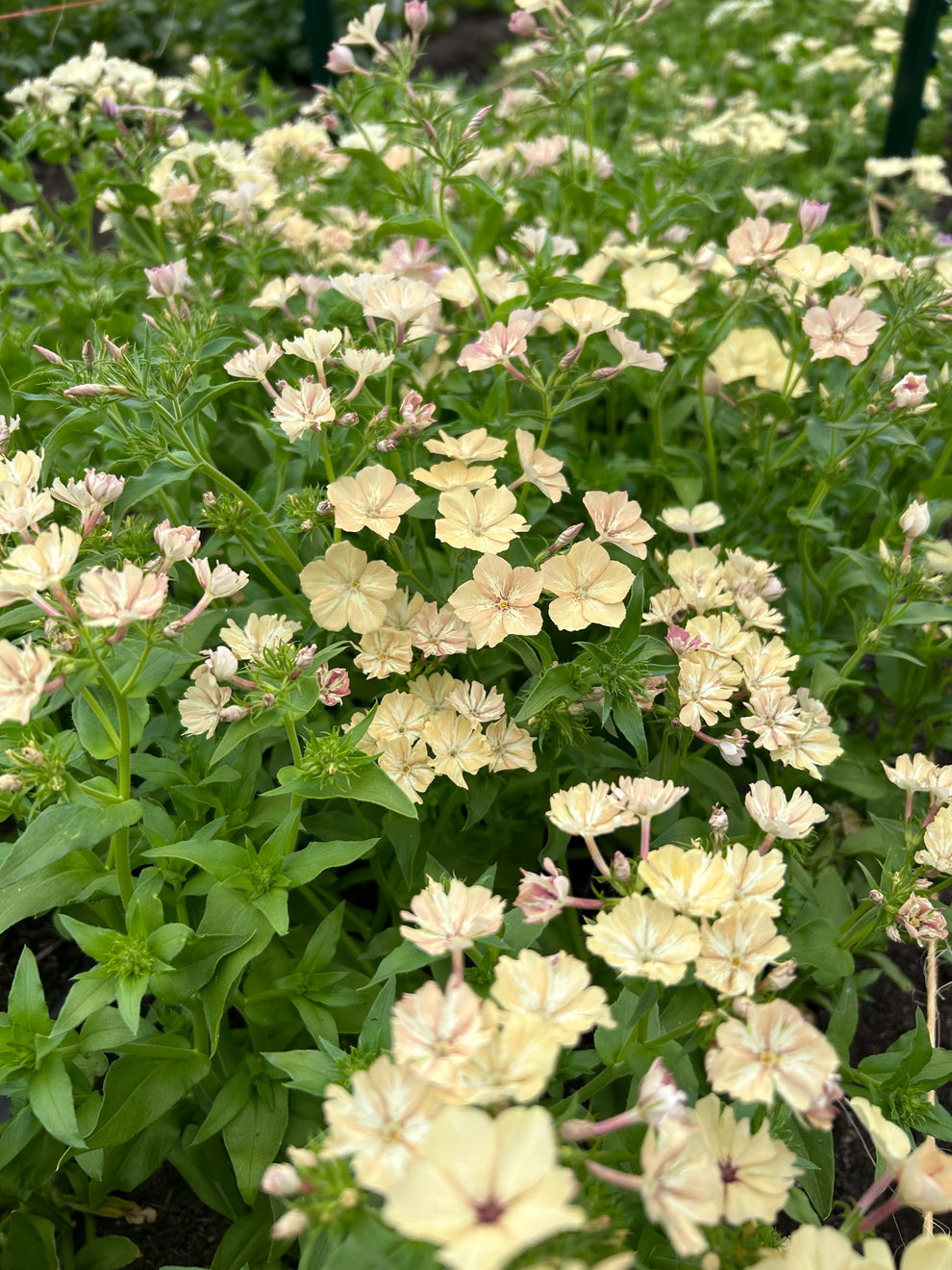 Phlox - Creme Brulee – The Farmhouse Flower Farm