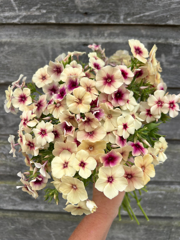 Phlox - Cherry Caramel – The Farmhouse Flower Farm