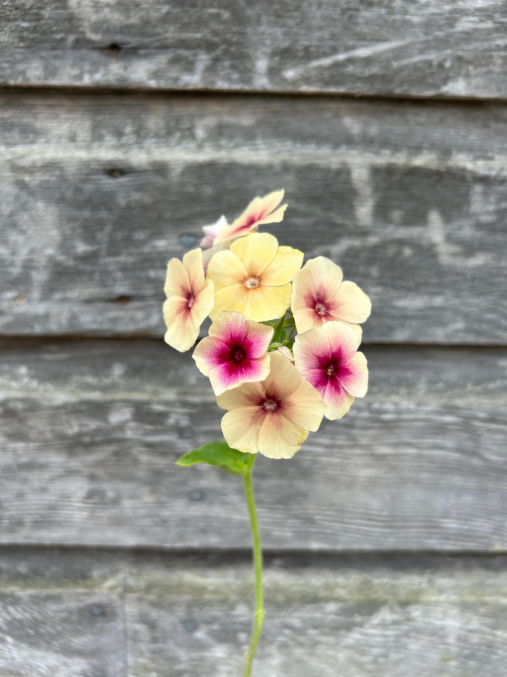 Phlox - Cherry Caramel – The Farmhouse Flower Farm