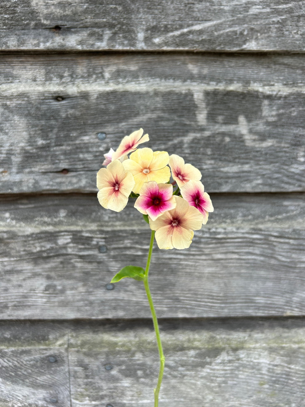 Phlox - Cherry Caramel – The Farmhouse Flower Farm