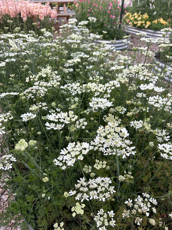 Orlaya - White Finch – The Farmhouse Flower Farm