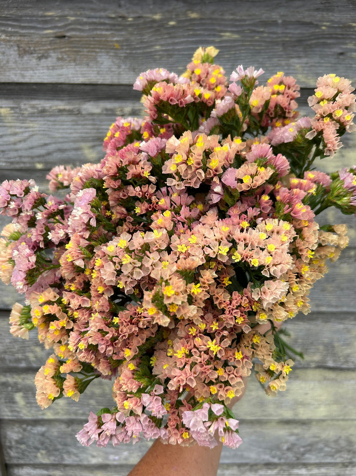 Statice - Apricot – The Farmhouse Flower Farm