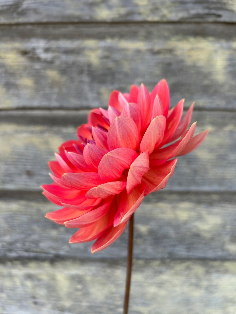Hollyhill Daydream - LIMIT 1 – The Farmhouse Flower Farm