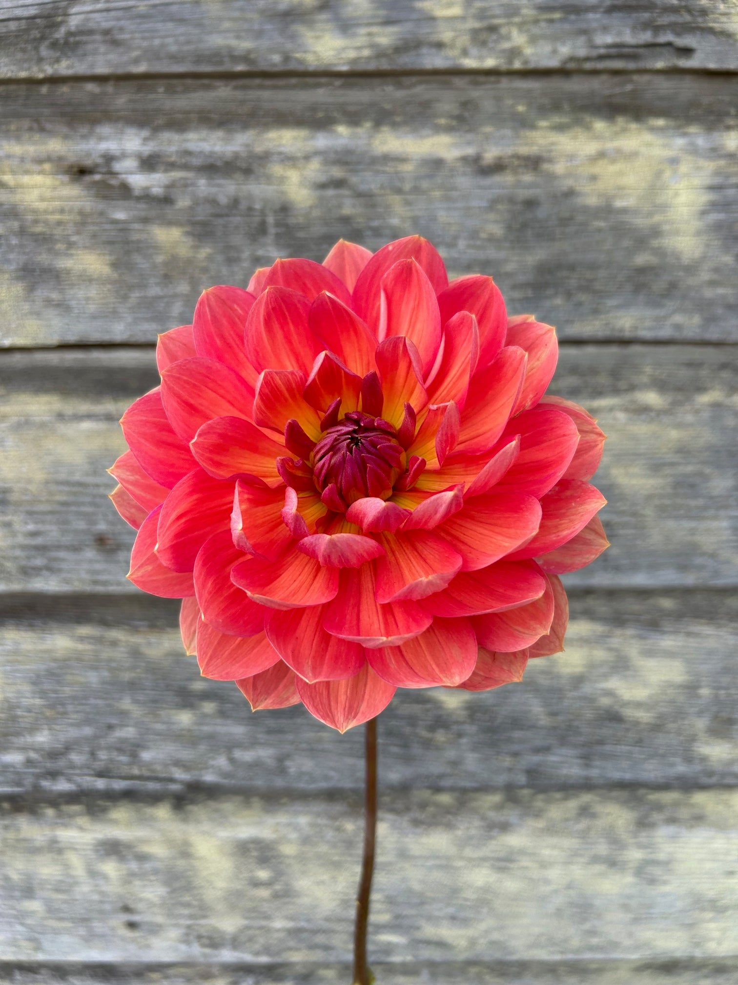 Hollyhill Daydream - LIMIT 1 – The Farmhouse Flower Farm