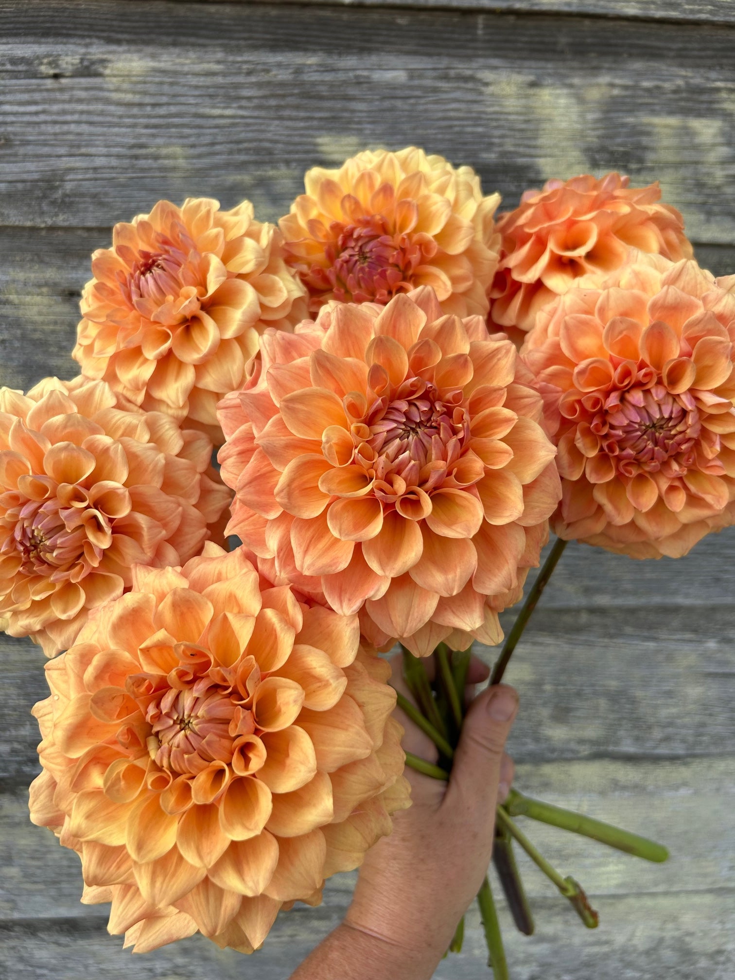Hapet Cupid – The Farmhouse Flower Farm