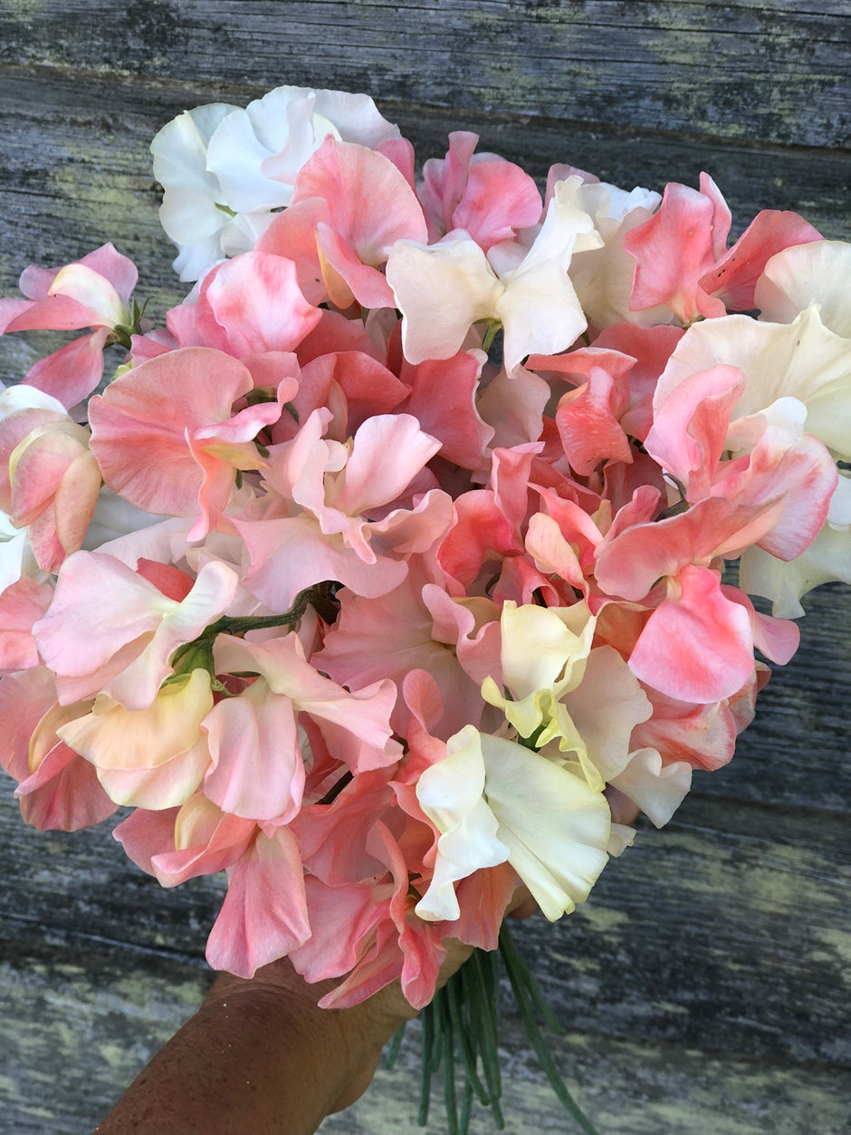 Sweet Peas – The Farmhouse Flower Farm