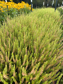 Cress - Green Dragon – The Farmhouse Flower Farm