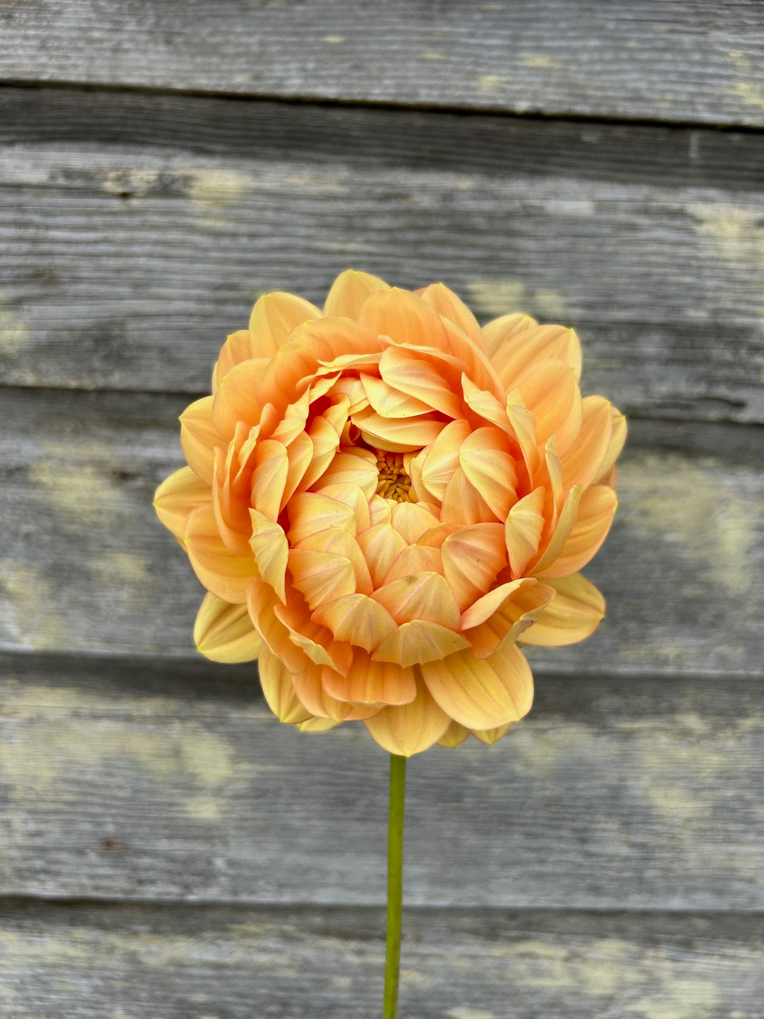 Hollyhill Serenity - LIMIT 1 – The Farmhouse Flower Farm