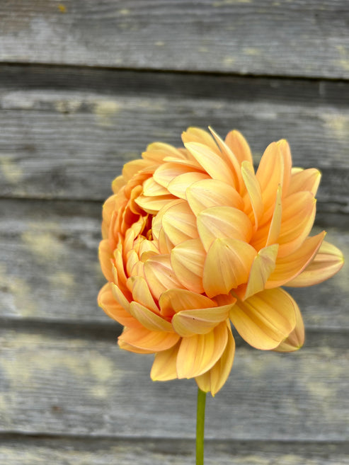 Hollyhill Serenity - LIMIT 1 – The Farmhouse Flower Farm