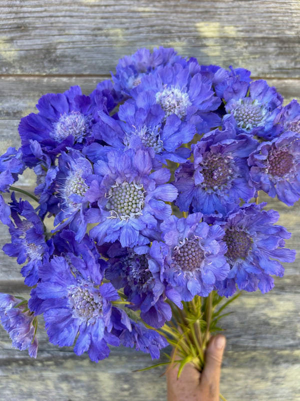 Scabiosa - Fama Blue – The Farmhouse Flower Farm