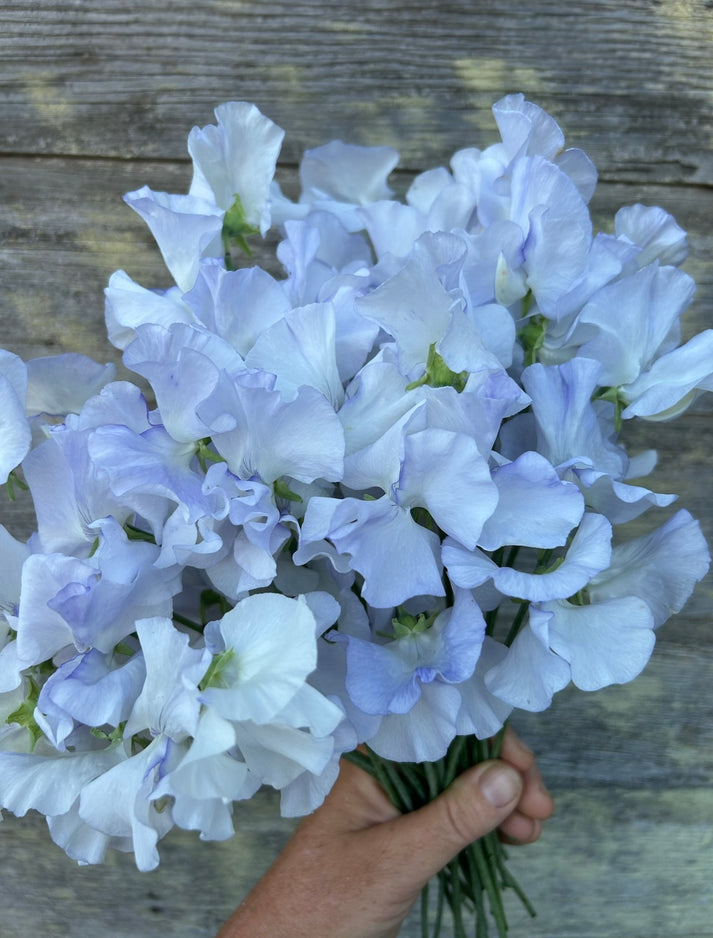 Sweet Pea - Jack Eveleigh – The Farmhouse Flower Farm