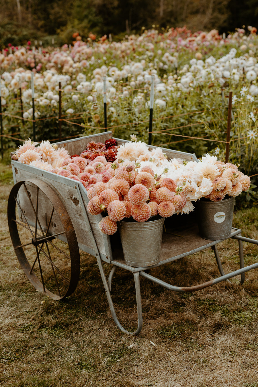 Contact – The Farmhouse Flower Farm