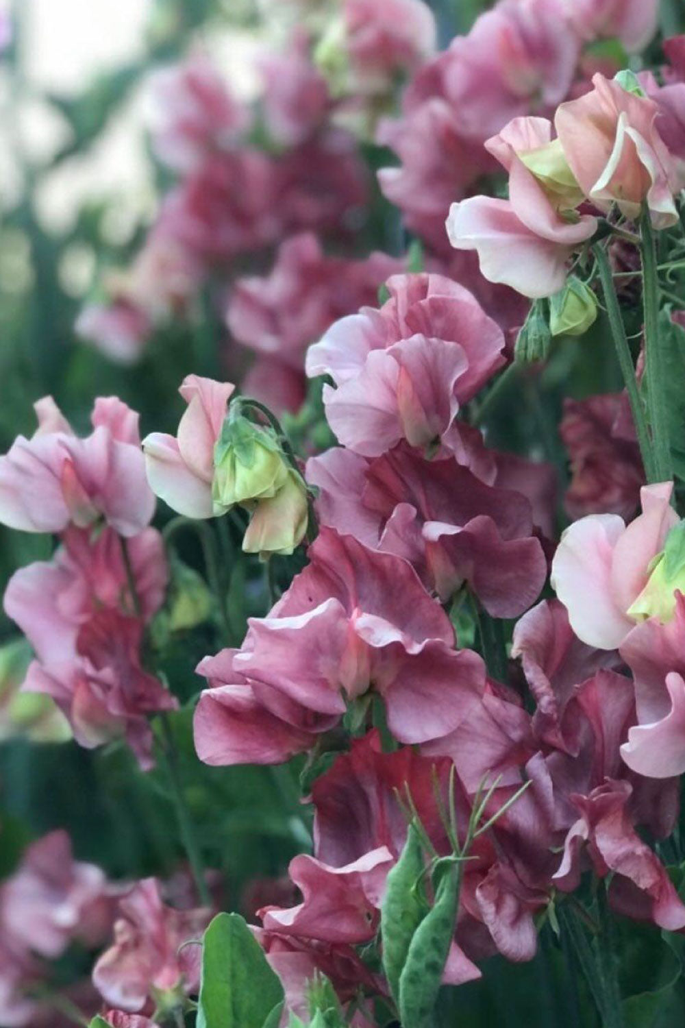 Sweet Pea School Online Course with Marryn Mathis – The Farmhouse ...