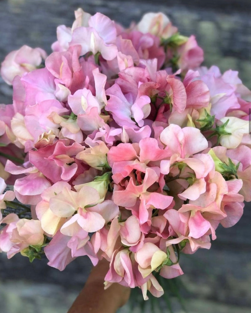 Sweet Pea School Online Course with Marryn Mathis – The Farmhouse ...
