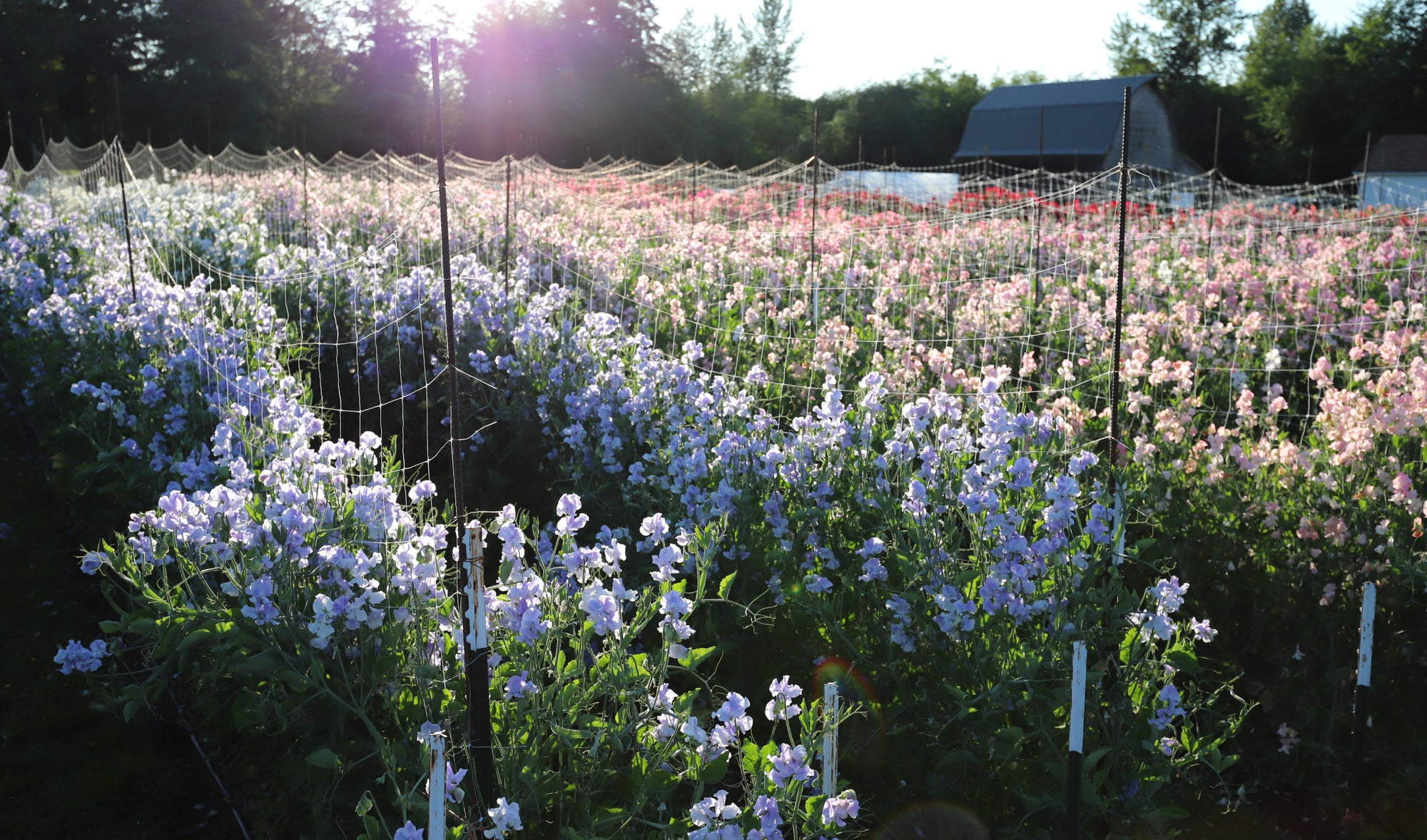 Miss Amara – The Farmhouse Flower Farm