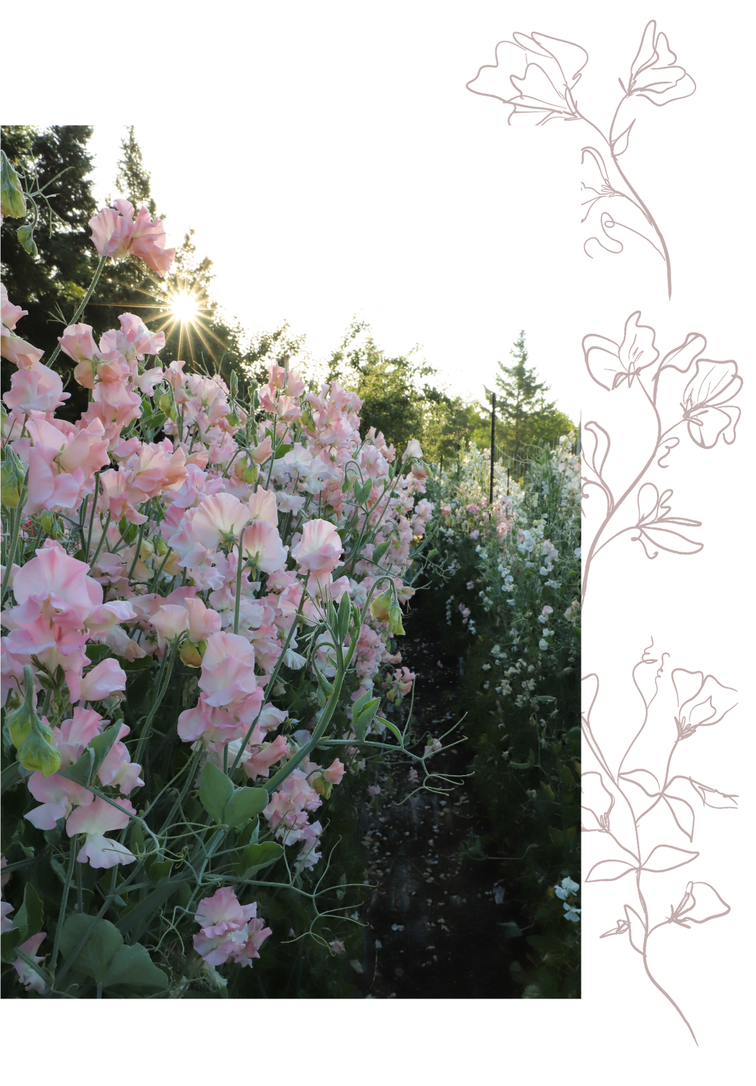 Sweet Pea School The BOOK | Marryn Mathis of the Farmhouse Flower Farm ...