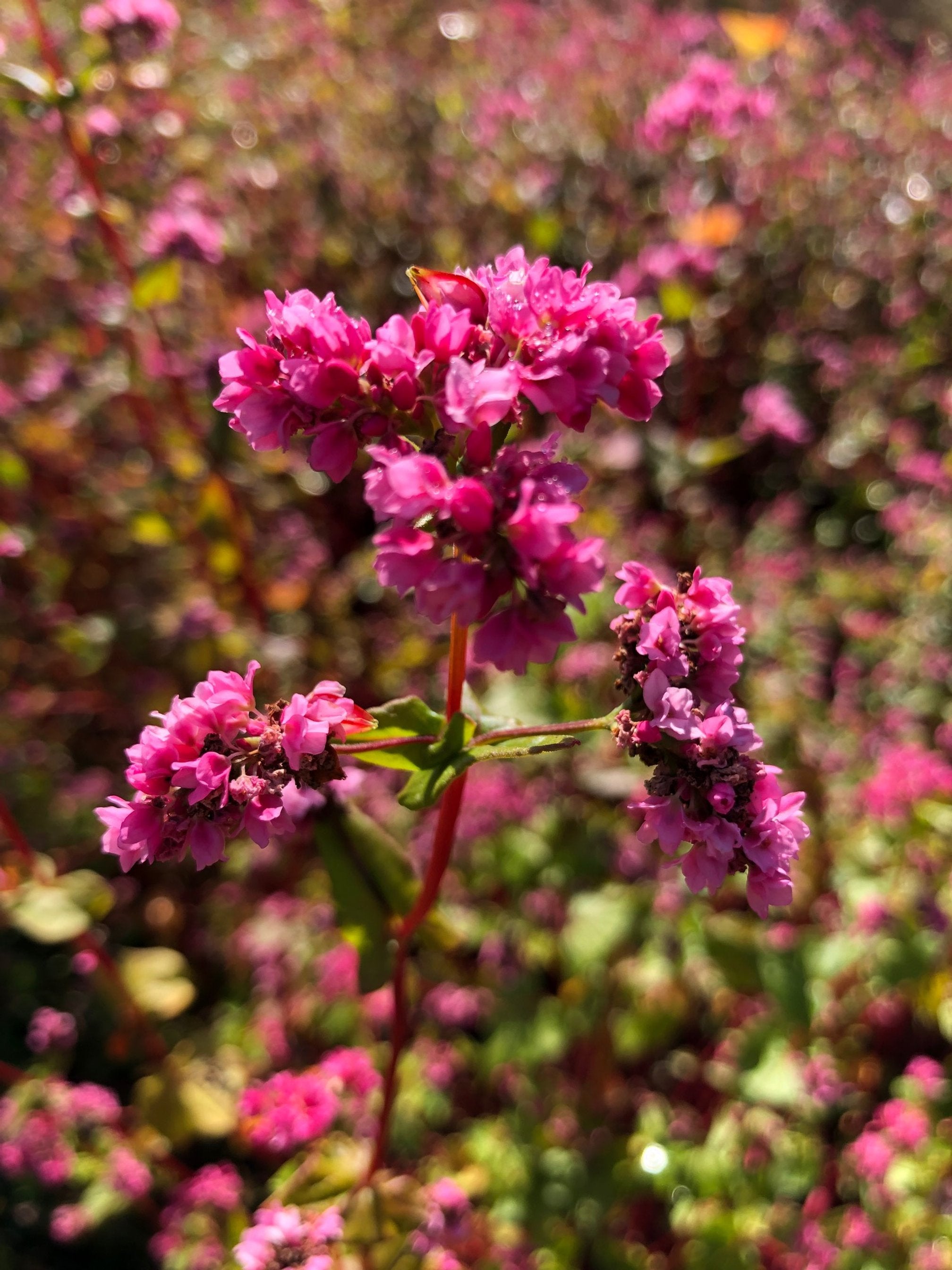 Buckwheat - Rose Red Soba – The Farmhouse Flower Farm