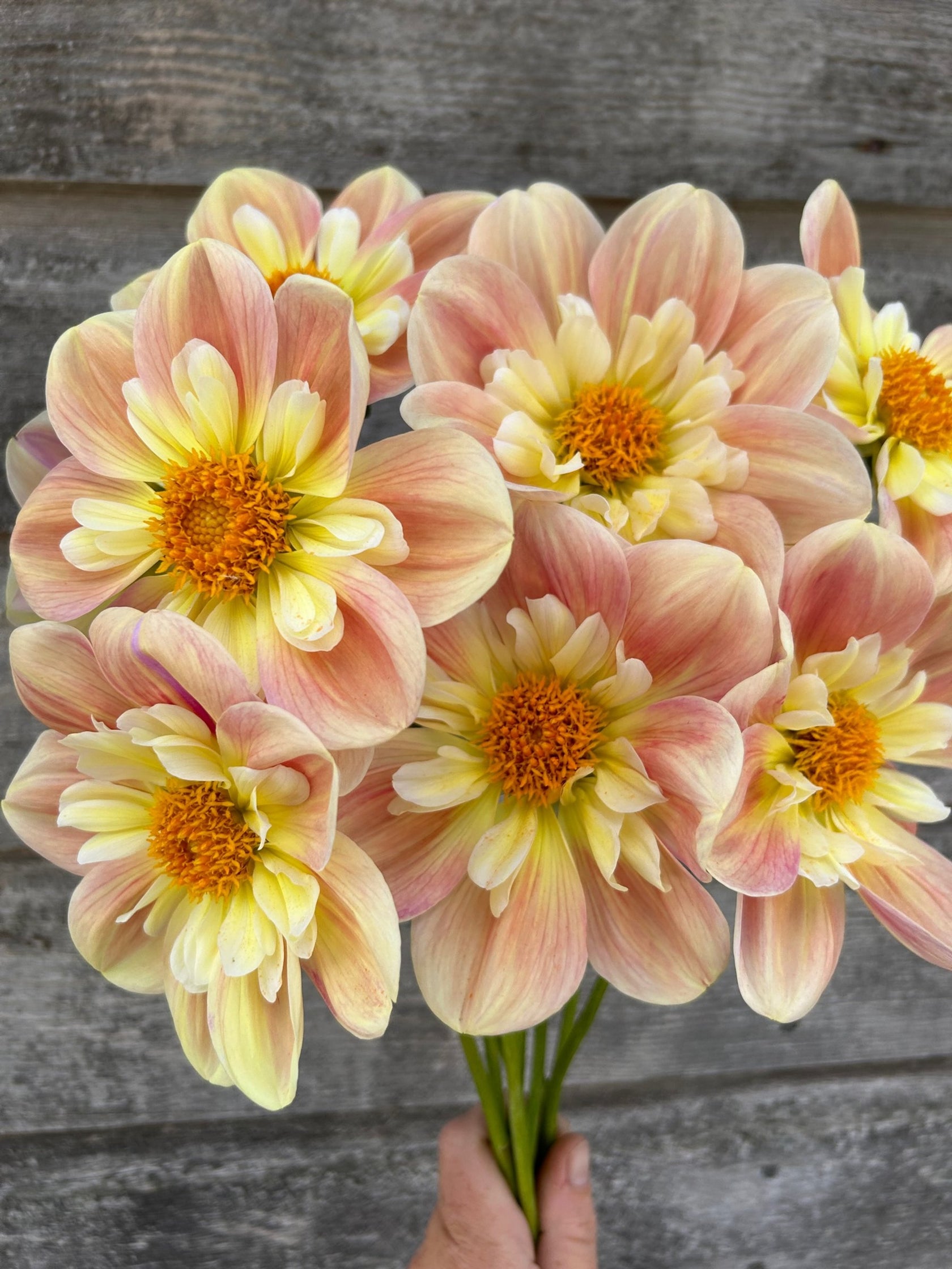 April Heather - LIMIT 1 – The Farmhouse Flower Farm