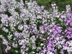 Sweet Rocket - Lavender – The Farmhouse Flower Farm