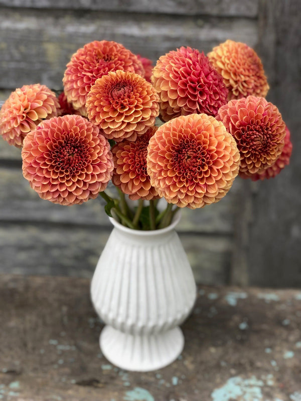 Hy Suntan – The Farmhouse Flower Farm