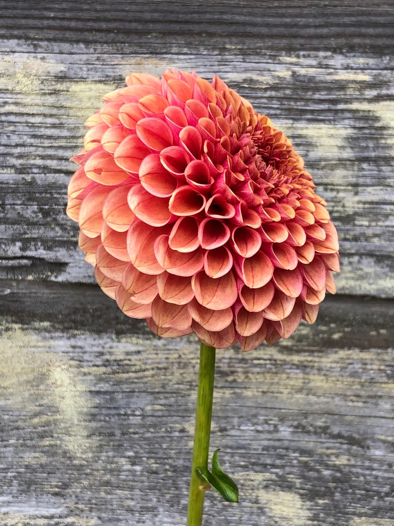 Hy Suntan – The Farmhouse Flower Farm