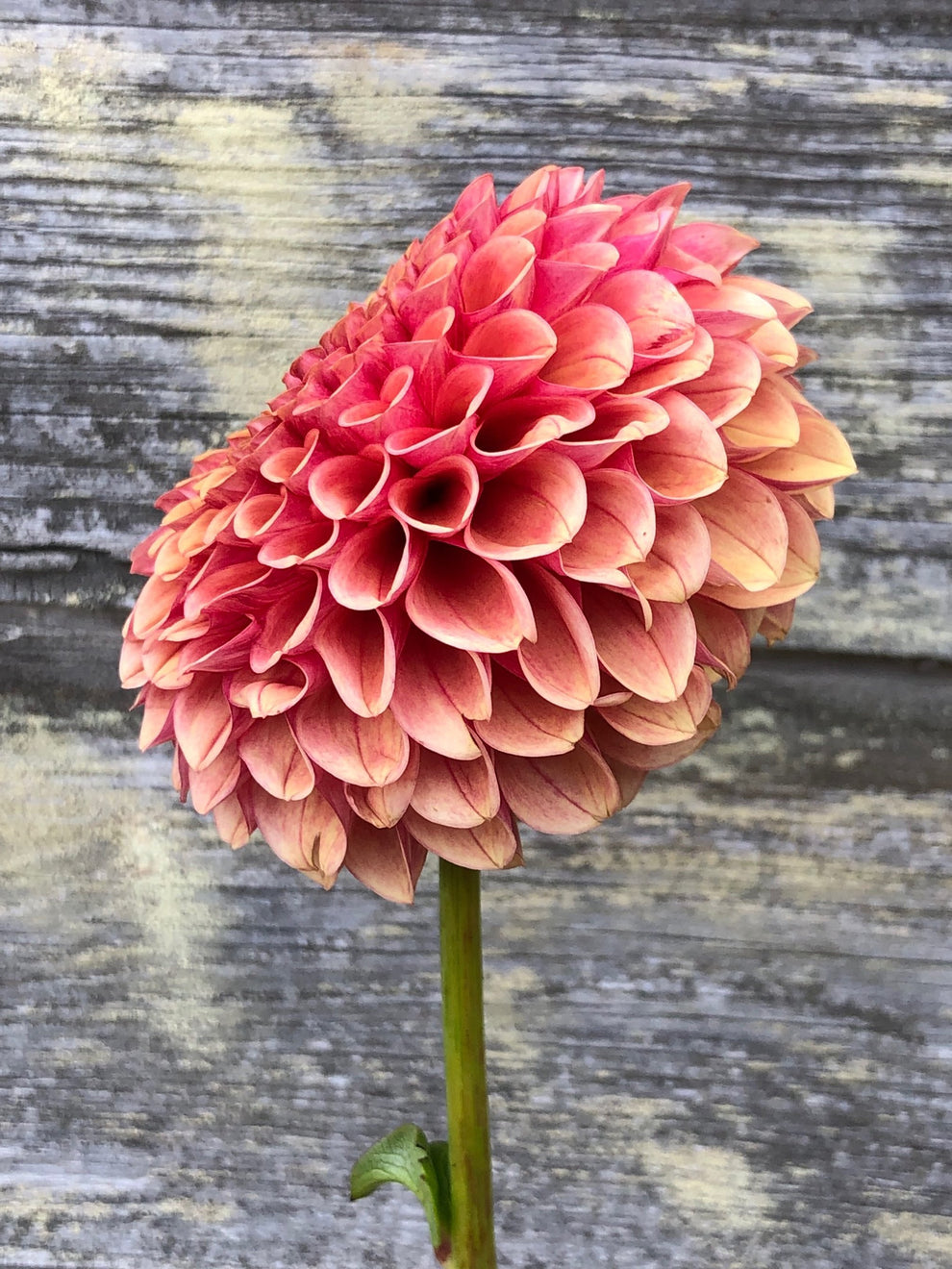 Hy Suntan – The Farmhouse Flower Farm