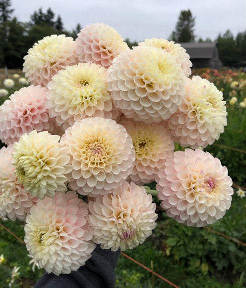 Camano Zoe – The Farmhouse Flower Farm