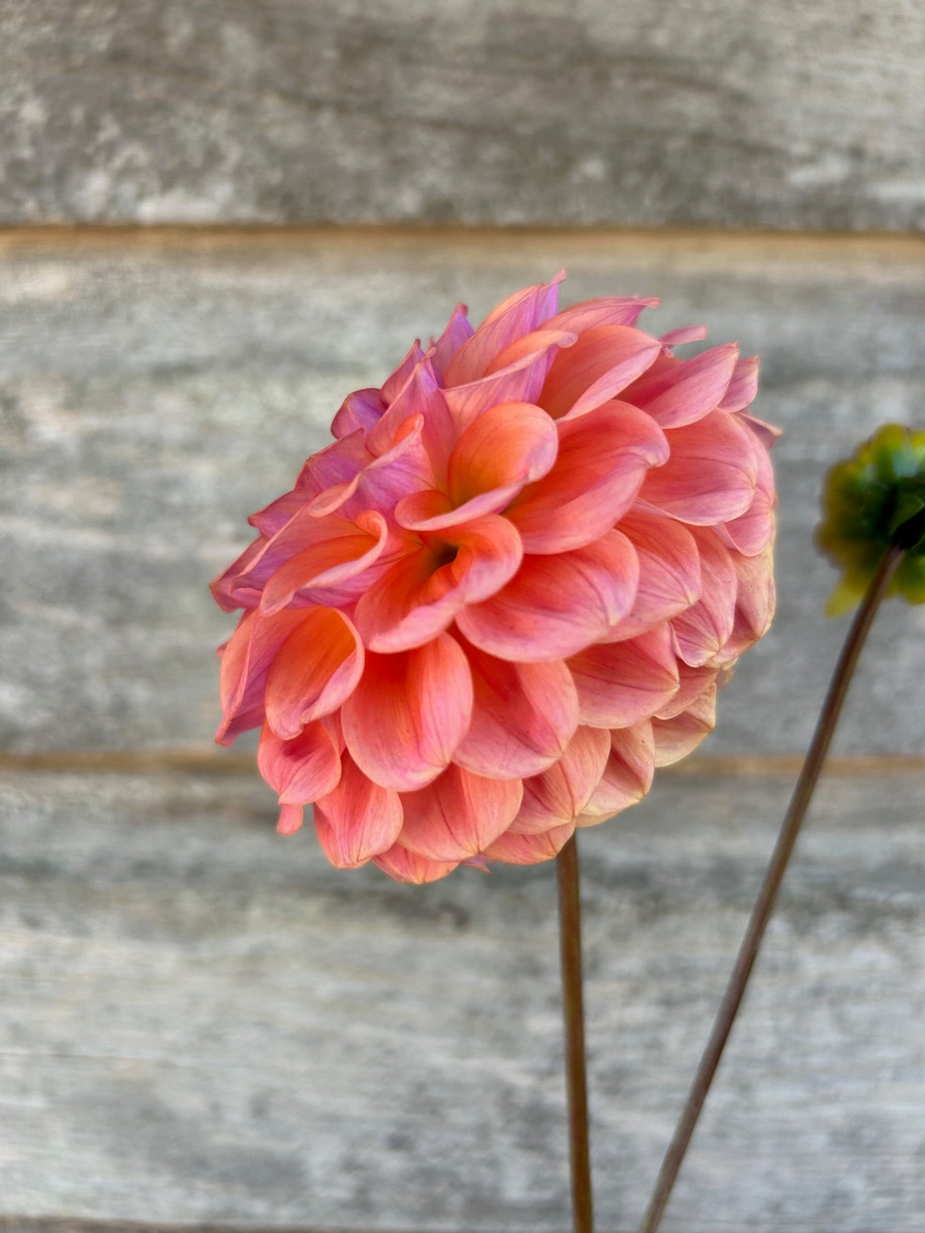 Chewy – The Farmhouse Flower Farm