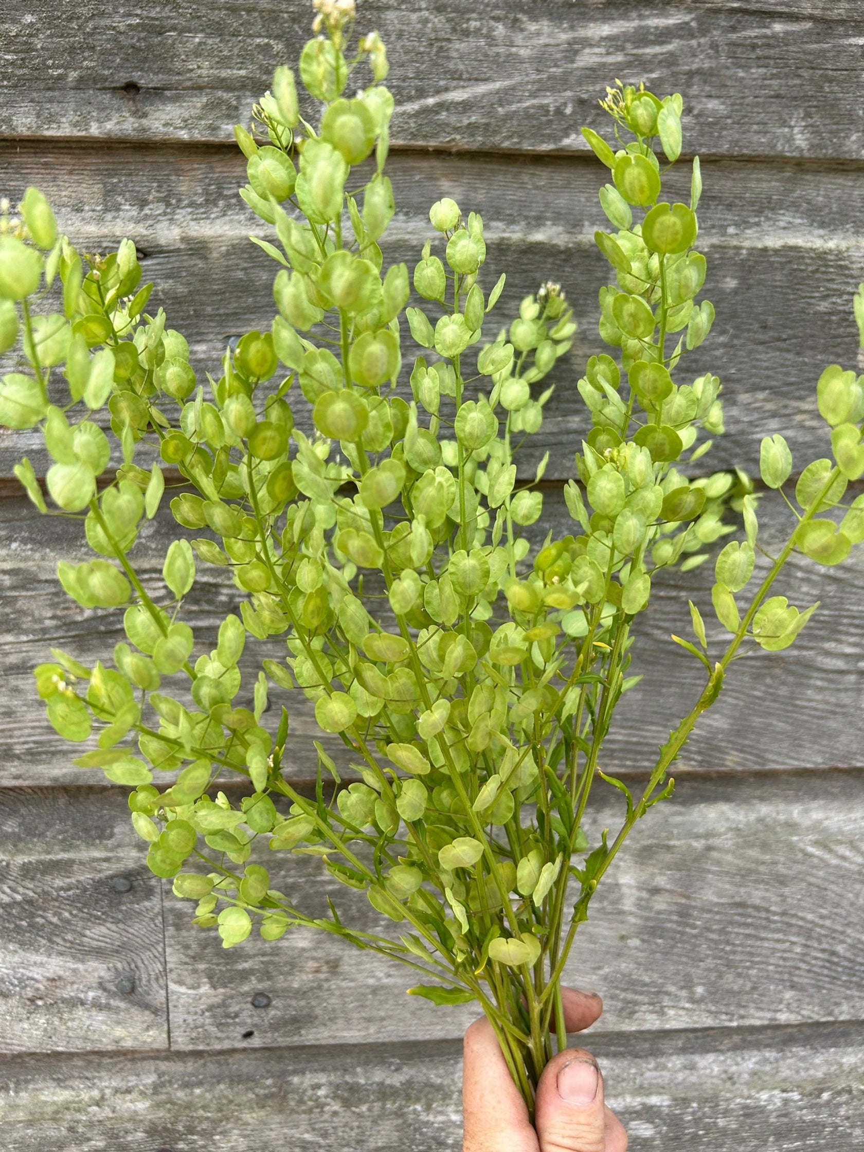 Cress - Pennycress – The Farmhouse Flower Farm