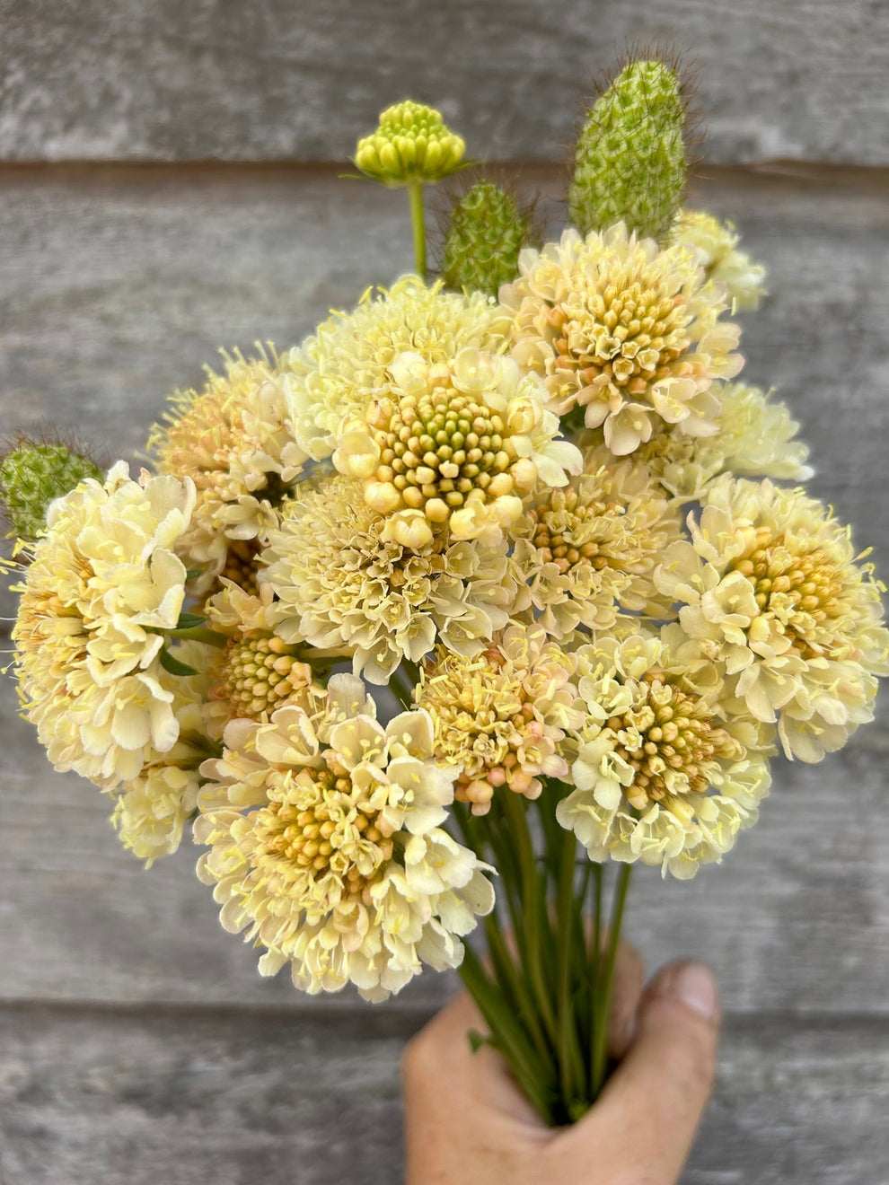 Scabiosa - Fata Morgana – The Farmhouse Flower Farm