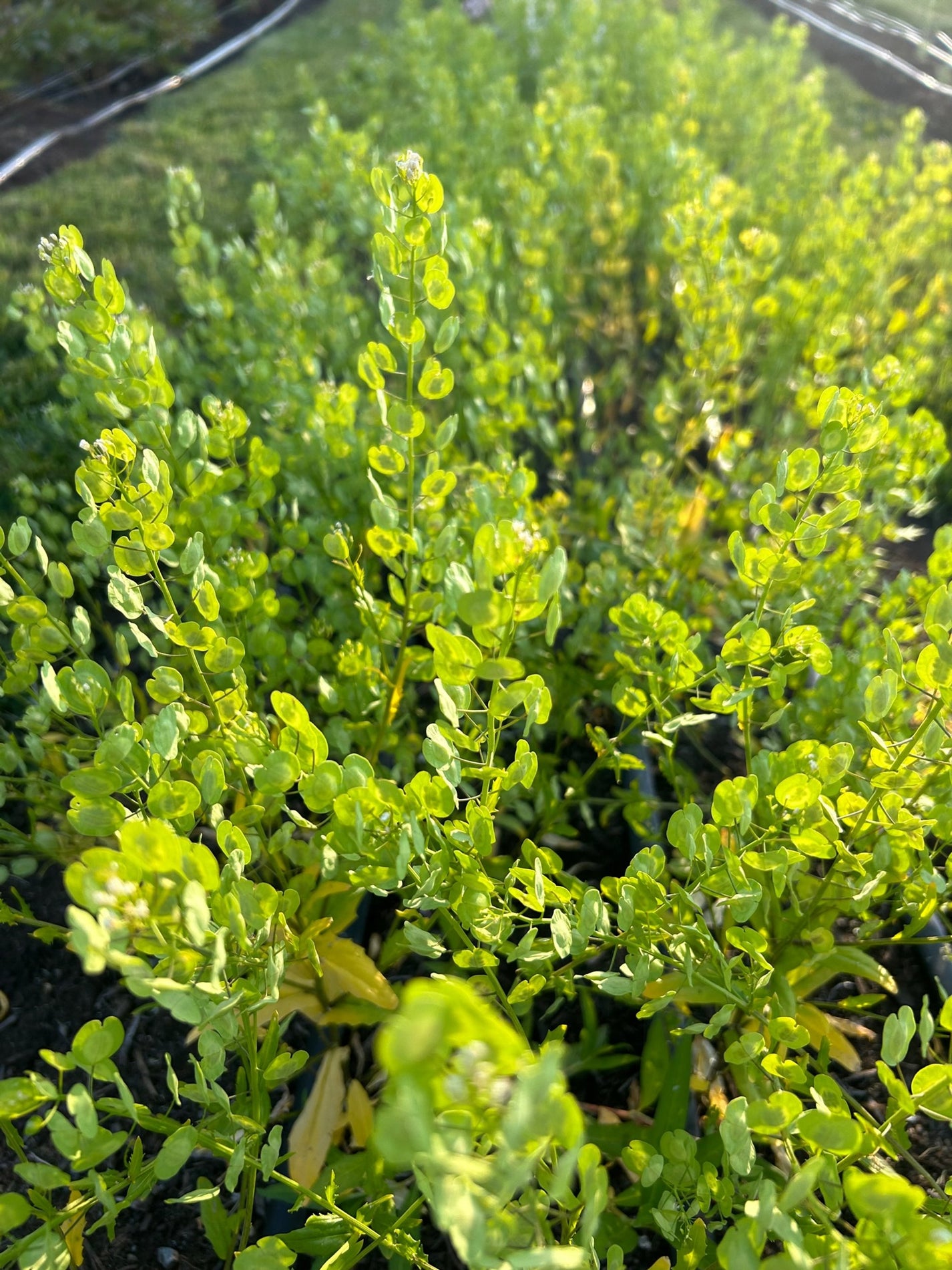 Cress - Pennycress – The Farmhouse Flower Farm