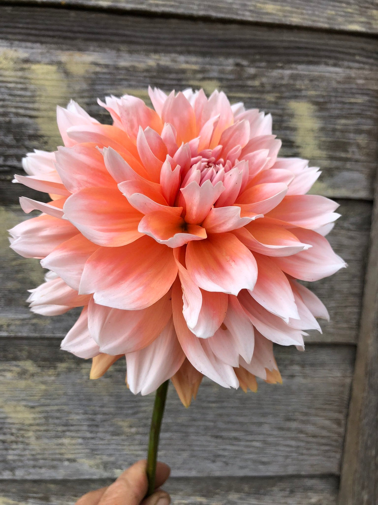 Linda's Esther – The Farmhouse Flower Farm