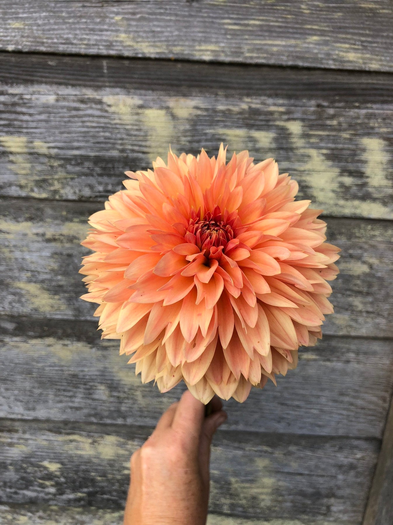 Verrone's 14-30 – The Farmhouse Flower Farm