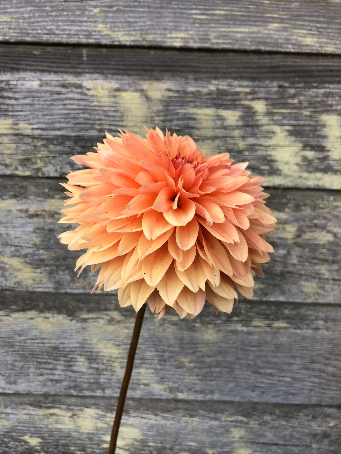 Verrone's 14-30 - LIMIT 1 – The Farmhouse Flower Farm