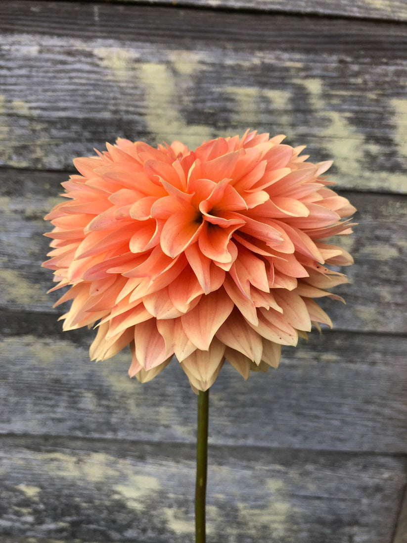 Verrone's 14-30 – The Farmhouse Flower Farm