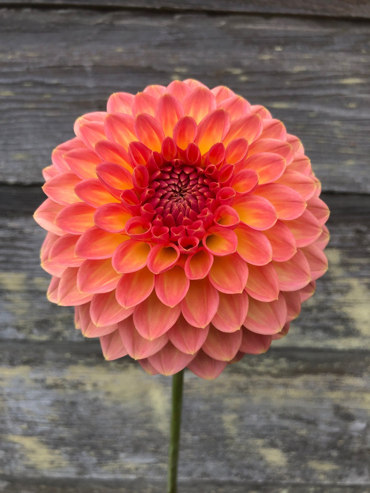 Hillcrest Suffusion – The Farmhouse Flower Farm