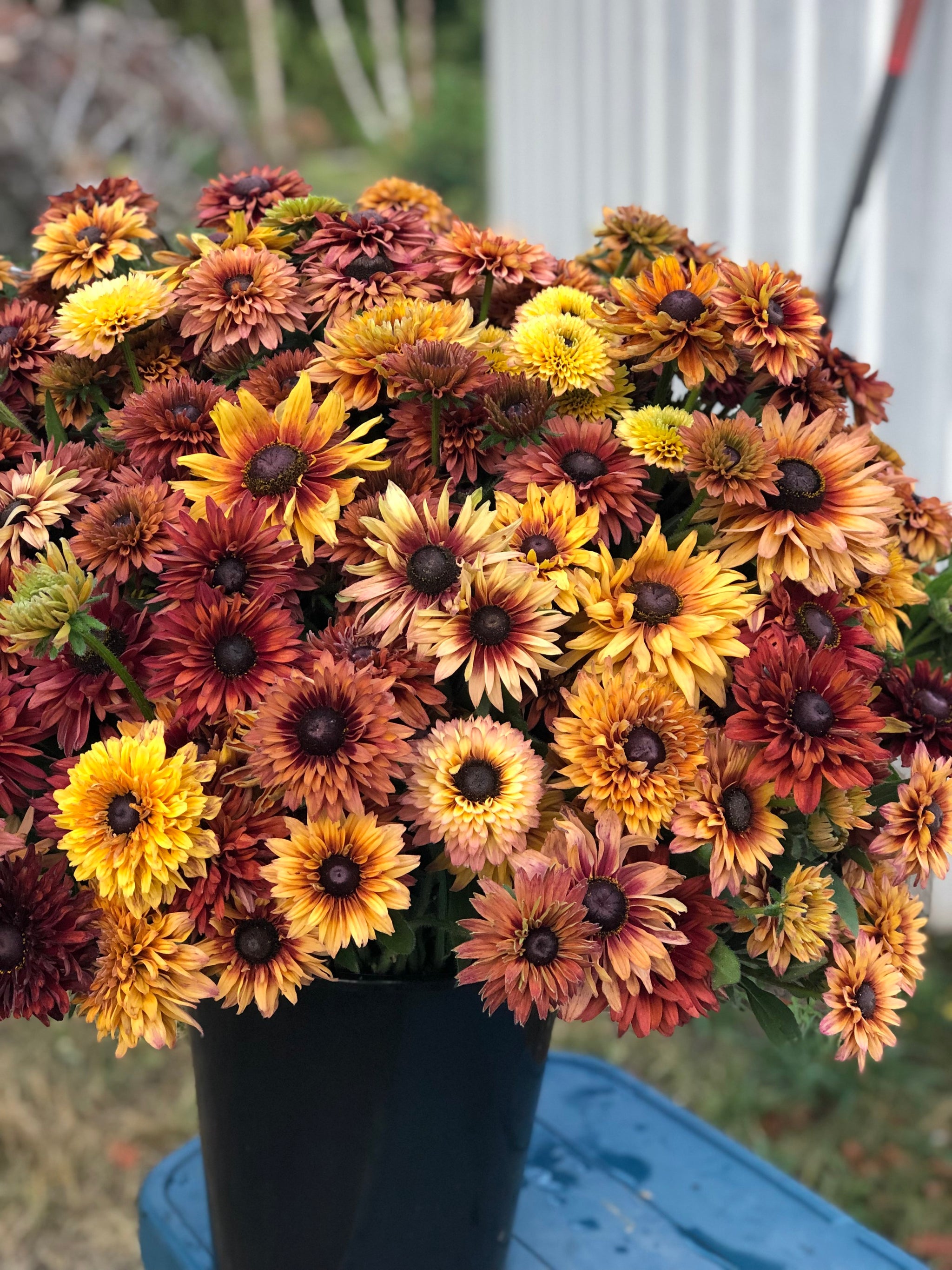 Rudbeckia - Sahara Mix – The Farmhouse Flower Farm