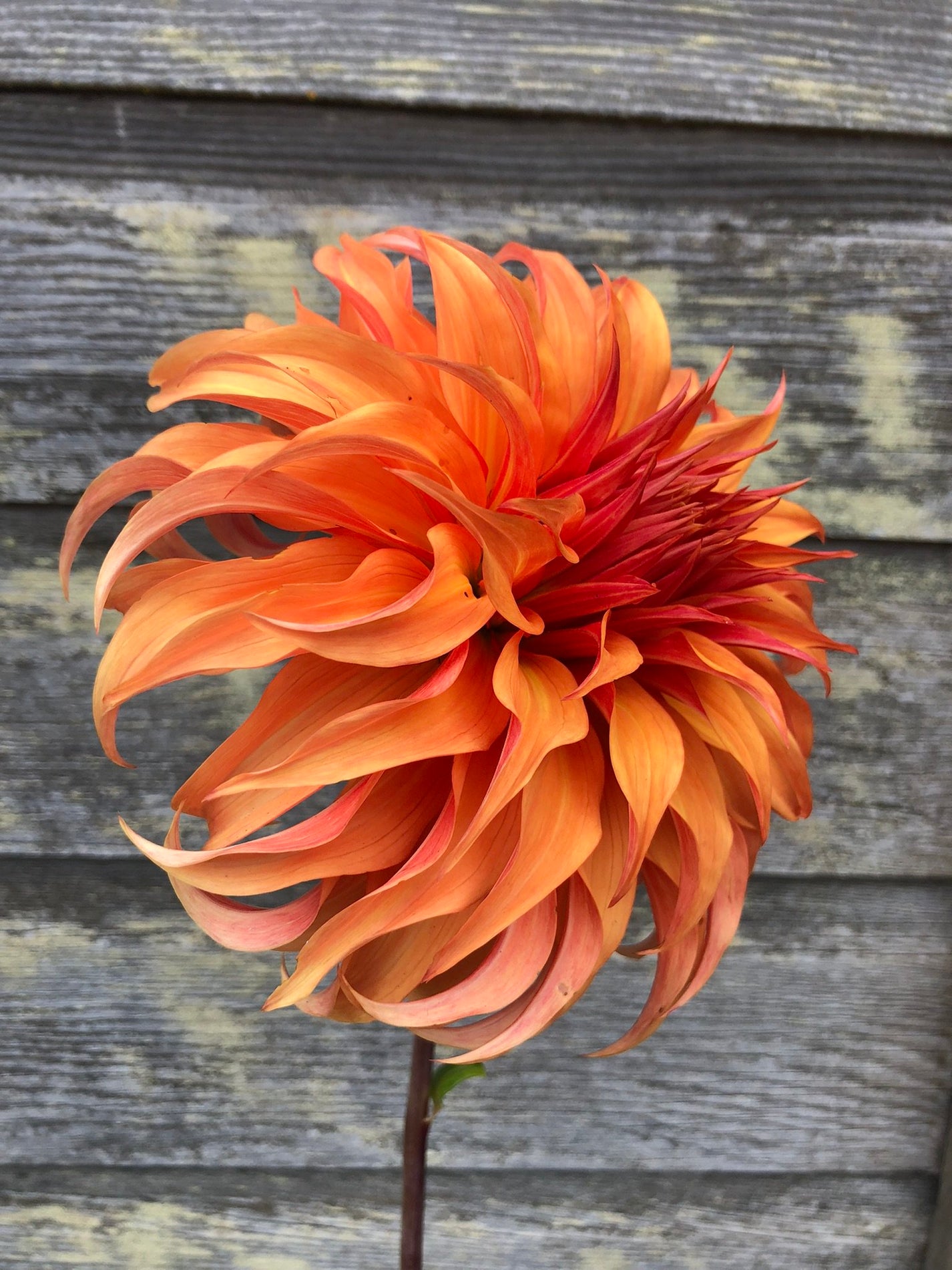 Bloomquist Jean - LIMIT 1 – The Farmhouse Flower Farm