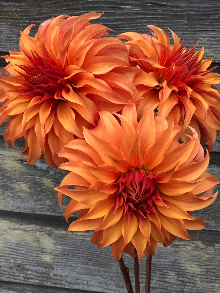 Bloomquist Jean - LIMIT 1 – The Farmhouse Flower Farm