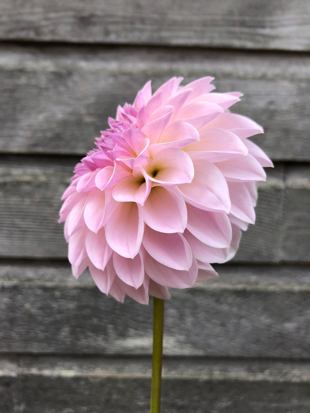 Bloomquist Tory P - LIMIT 1 – The Farmhouse Flower Farm