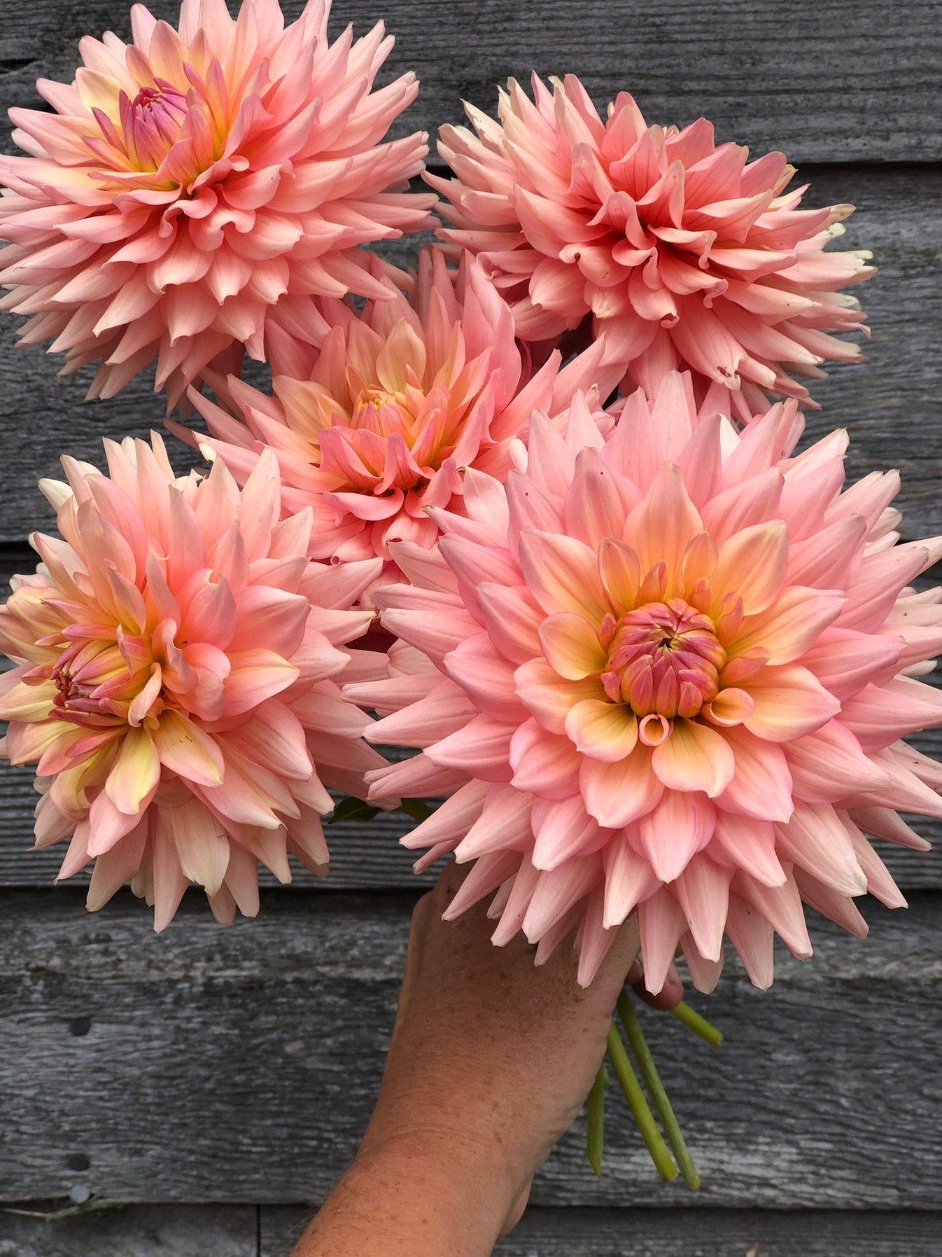 Ruskin Michelle - LIMIT 1 – The Farmhouse Flower Farm