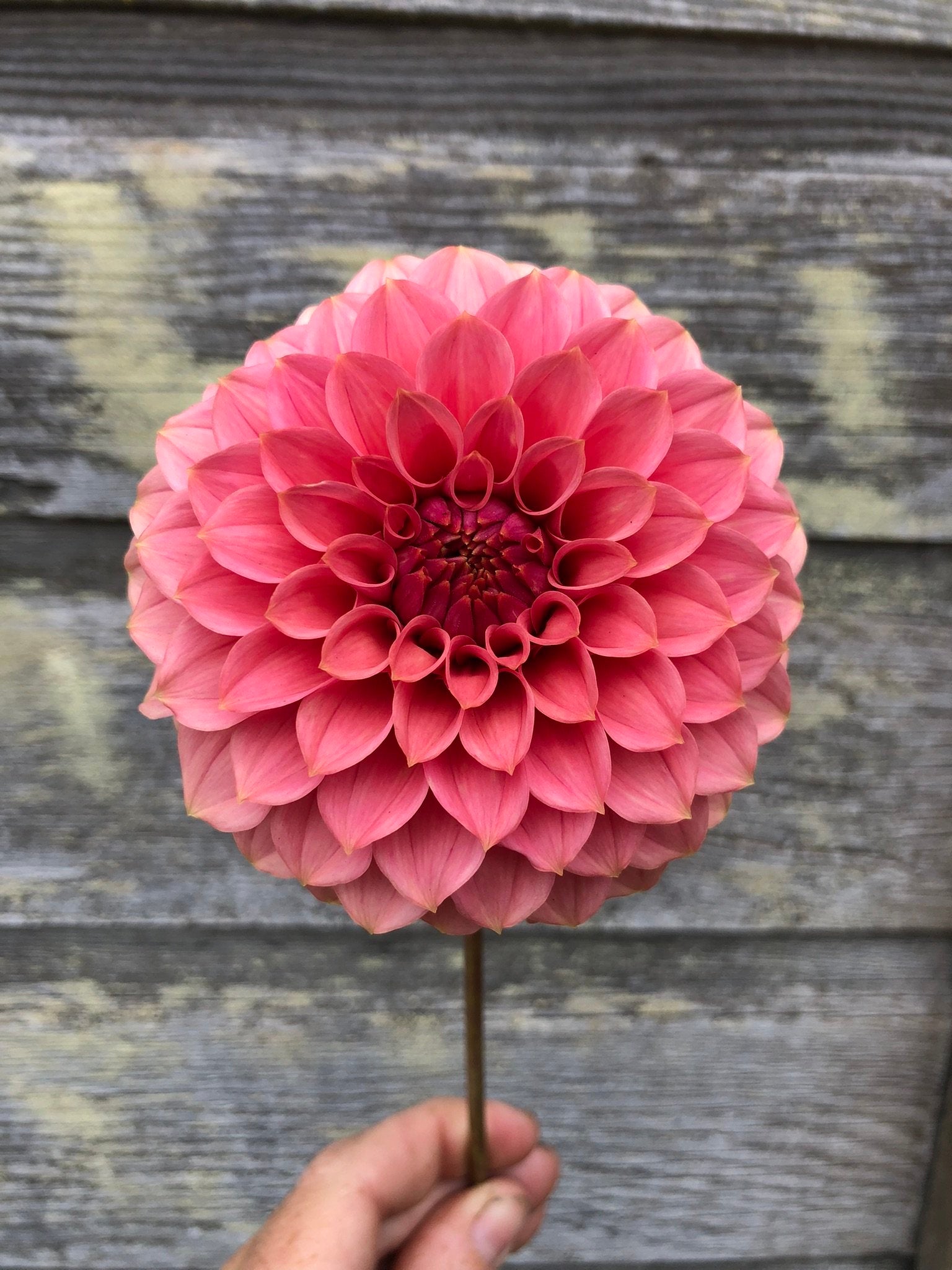 KA's® Keltie Rose - LIMIT 1 – The Farmhouse Flower Farm