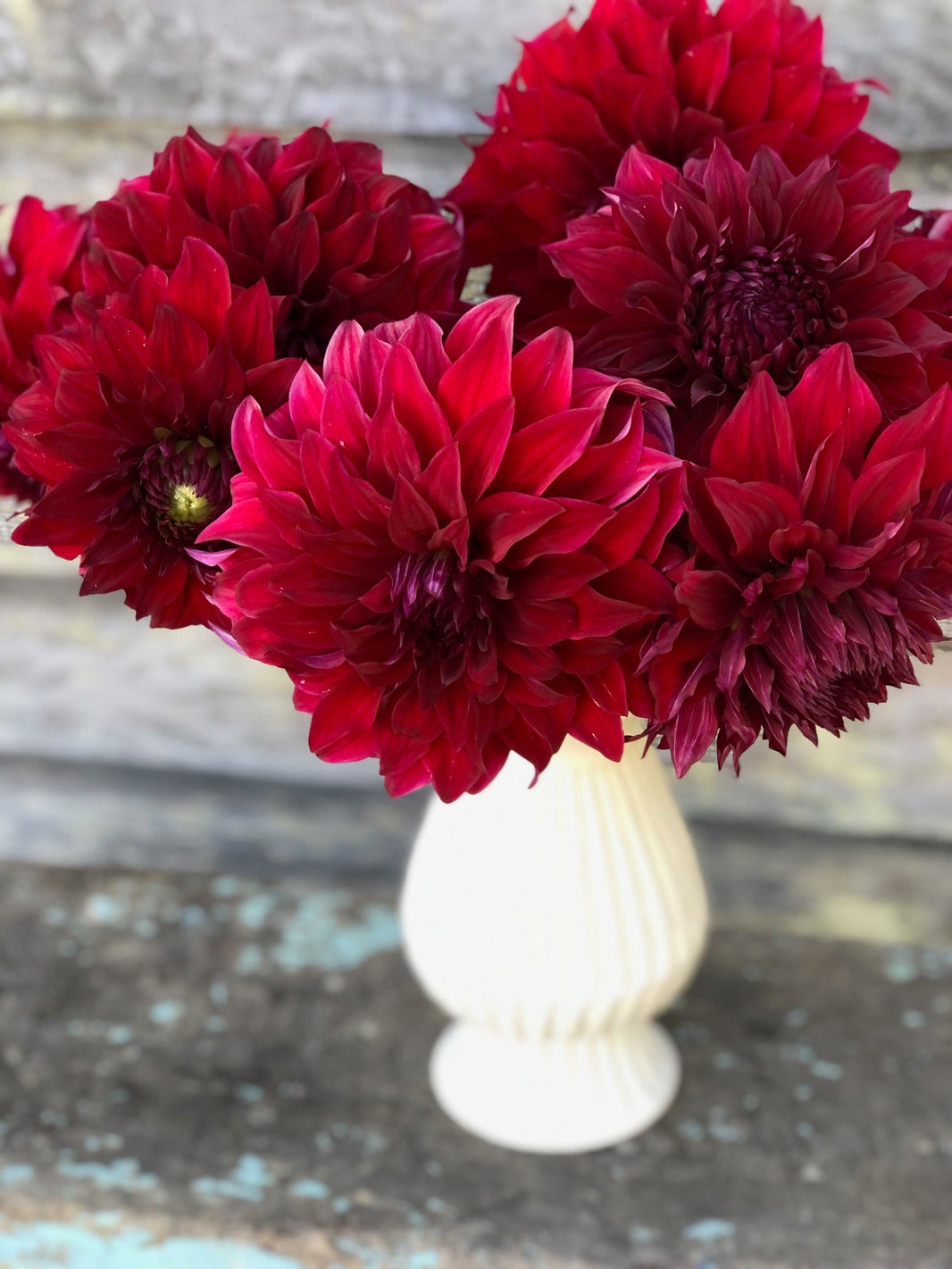 Dahlias – The Farmhouse Flower Farm