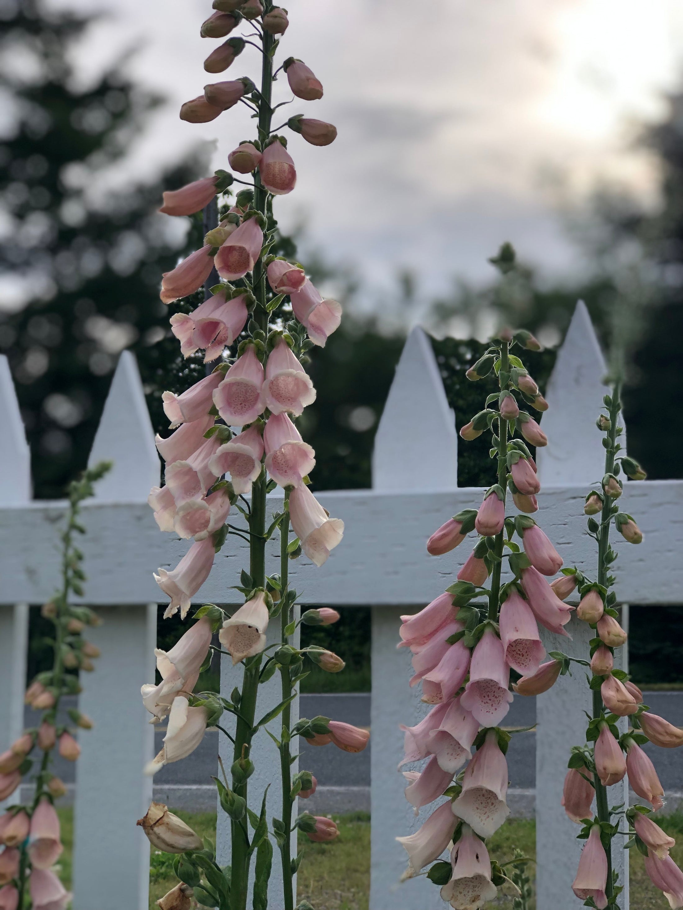 Foxglove - Apricot Beauty – The Farmhouse Flower Farm