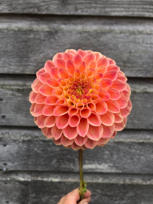 L.A.T.E – The Farmhouse Flower Farm